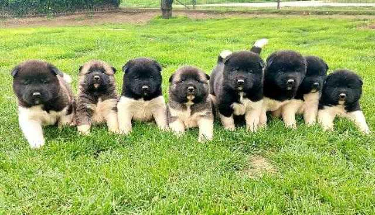 Animalissimo | Akita americano, cuccioli Animalissimo | Akita americano, cuccioli